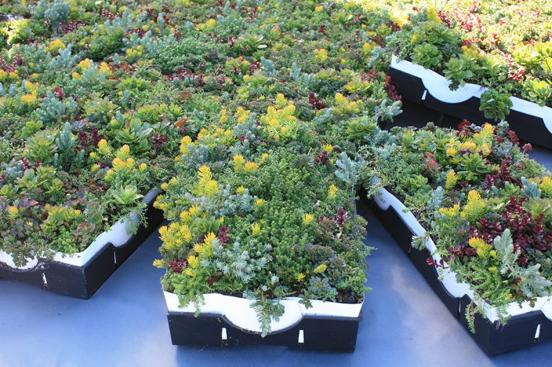Products - LiveRoof Green Roof Systems