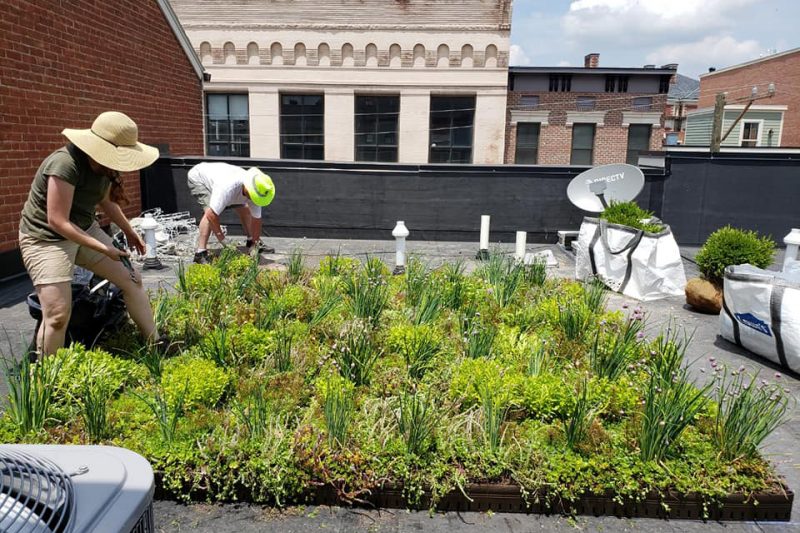 LiveRoof Hybrid Green Roofs - Natural Function, Natural Beauty